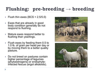 Nutrition Of The Ewe And Lamb | PPTX