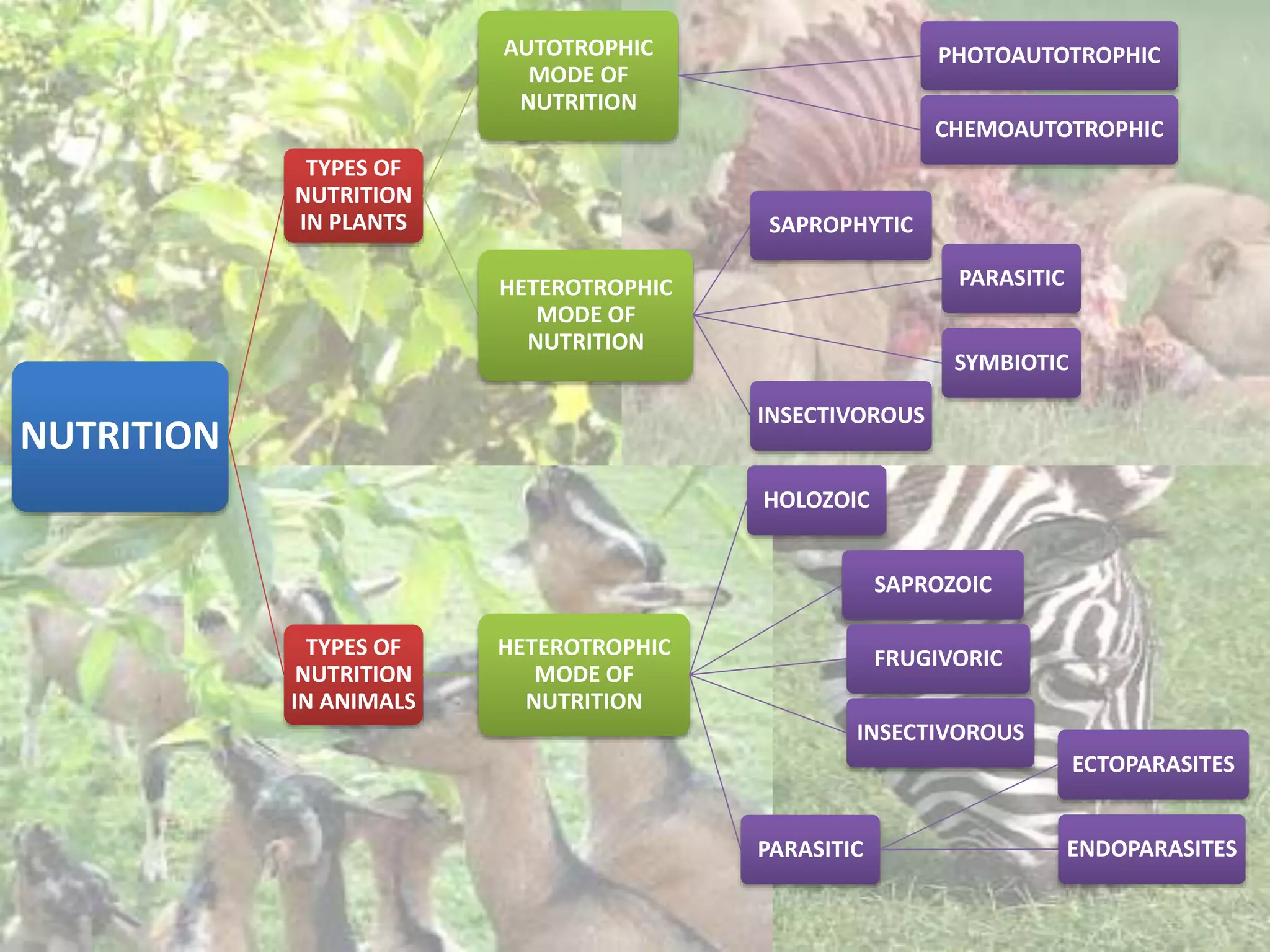 Austin Journal of Nutrition and Food sciences | PPTX