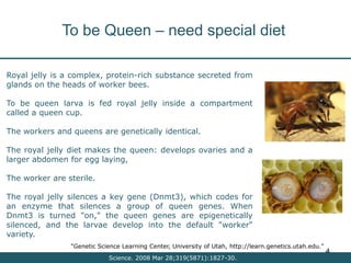 Nutrition Beyond Calories & the Role Trees can play | PPT