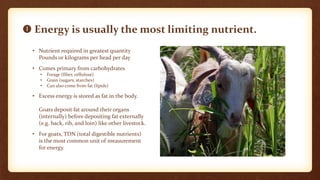 Nutrition for Small-Scale Goat Farms | PPTX