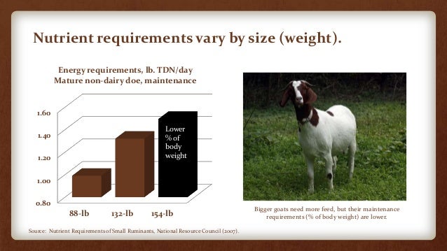 Nutrition for Small-Scale Goat Farms