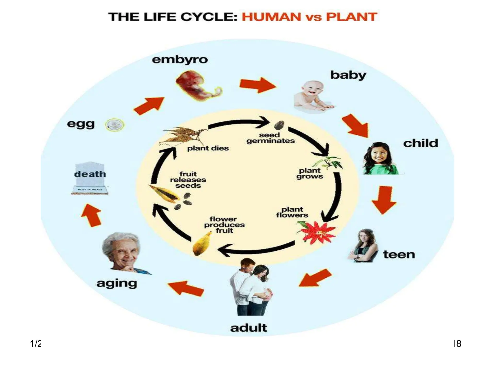 Nutrition Through out The life Cycle 2024.pptx