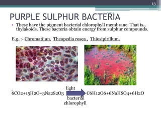 Nutrition types of bacteria | PPTX