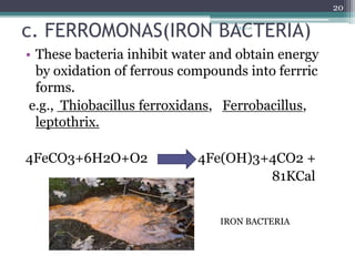 Nutrition types of bacteria | PPTX
