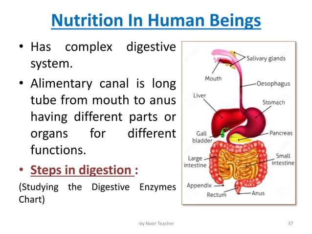 Nutrition - Grade 10, SSC TS | PPTX