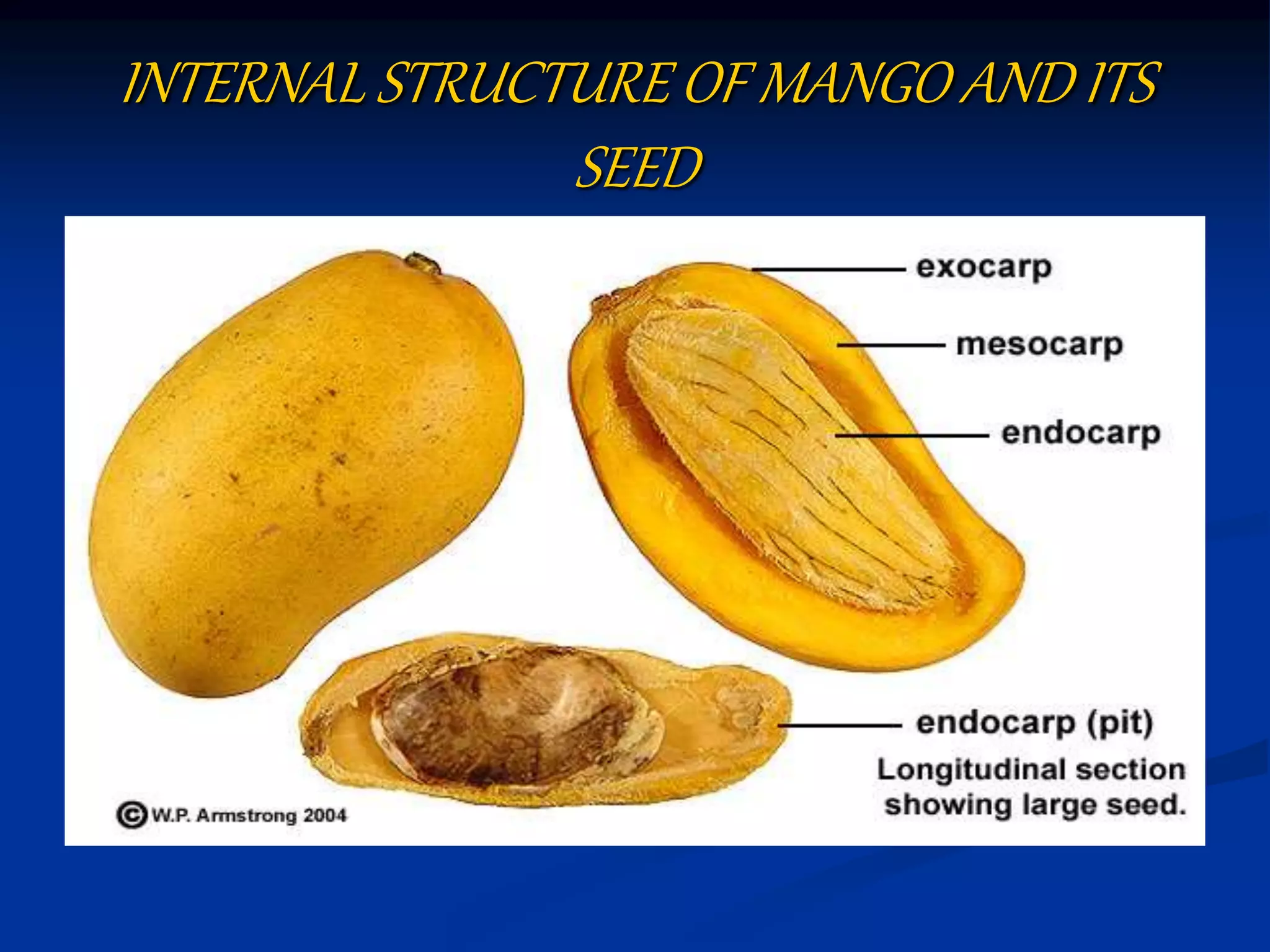 Nutritive constituents in mangifera indica seed kernal | PPT