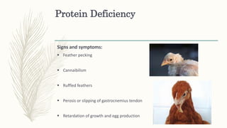 Nutritional diseases of Poultry | PPTX