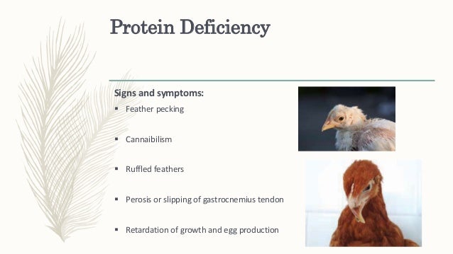 Nutritional diseases of Poultry