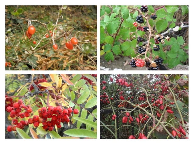 Forest nuts and fruits | PPT