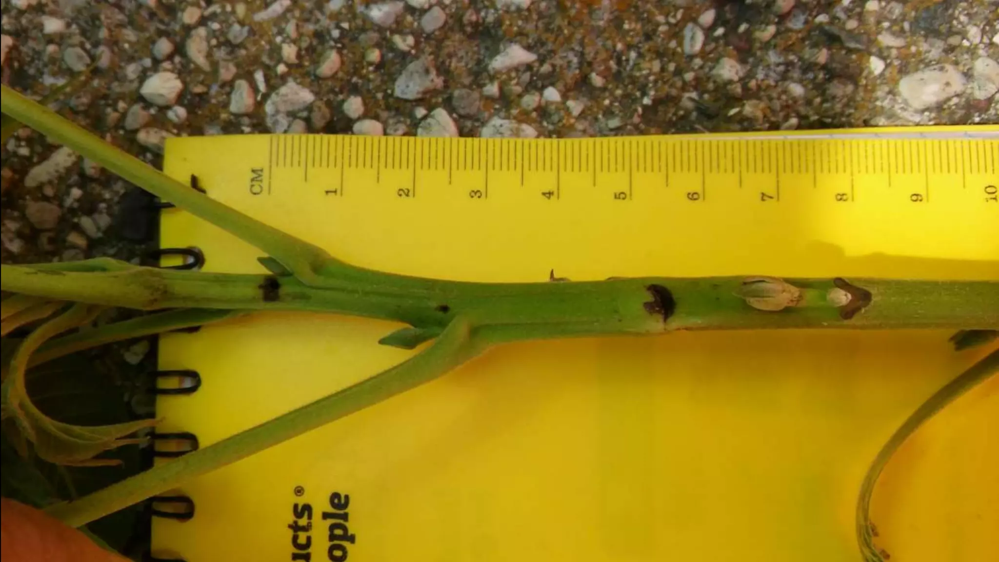 Nut trees for wisconsin farms and homesteads | PPTX