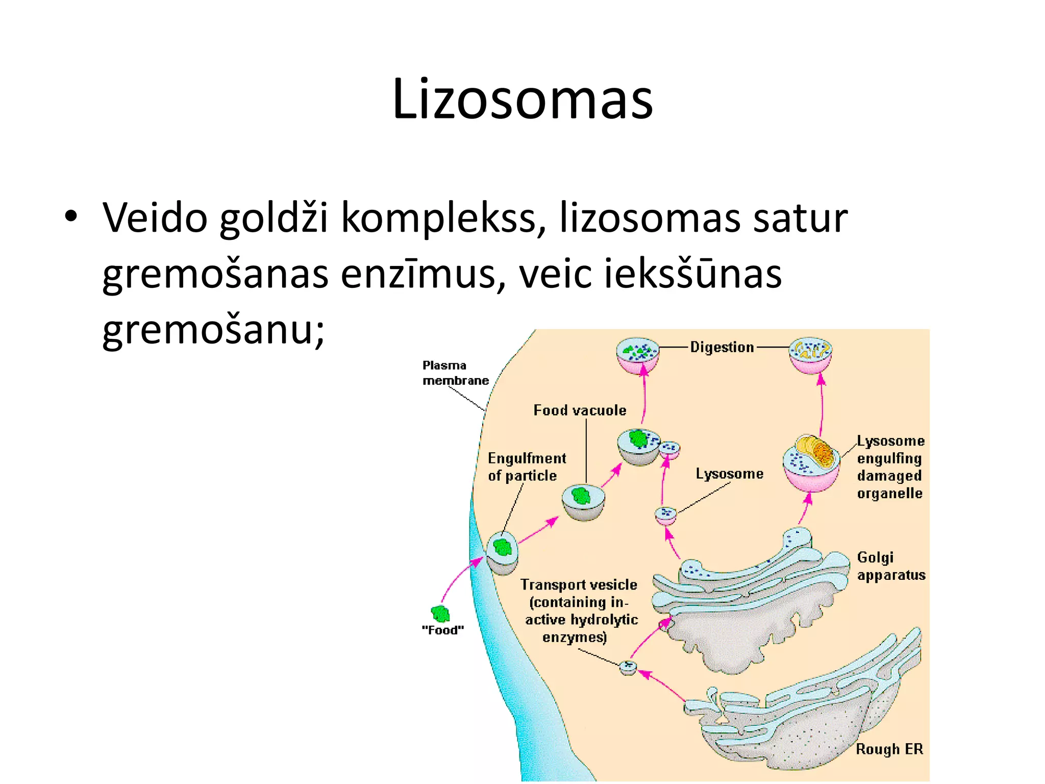 šūNu uzbūve un funkcijas | PDF