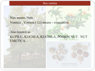 Nux vomica, A Short Study from Materia Medica Pura. | PPT