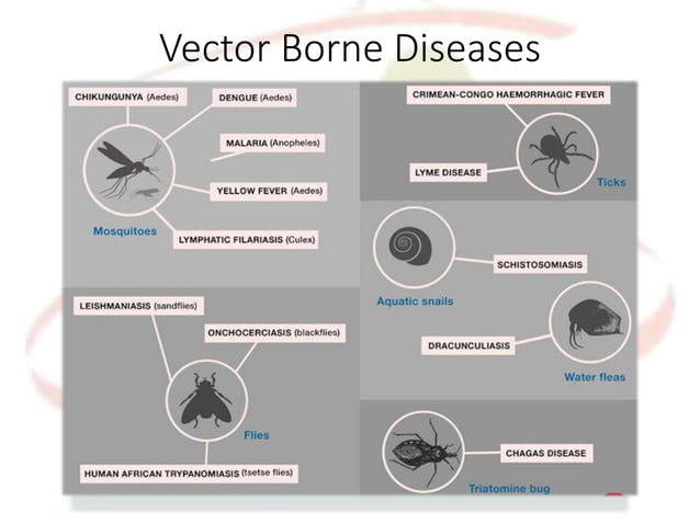 National Vector Borne Disease Control Programme | PPTX | Infectious ...