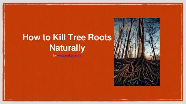 How to Kill Tree Roots Naturally