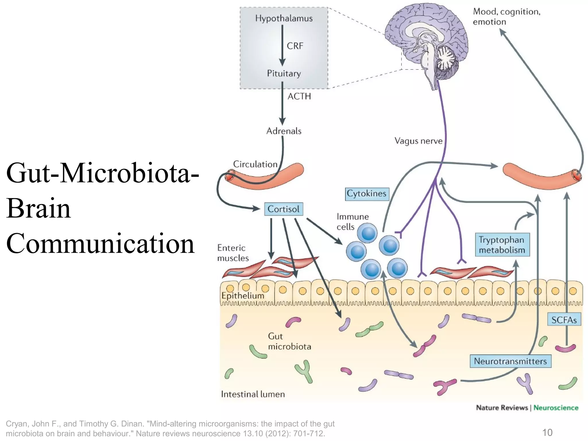 Gut-Microbiota-Brain Axis | PPT