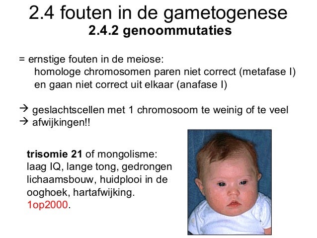 Nw iii 2 gametogenese