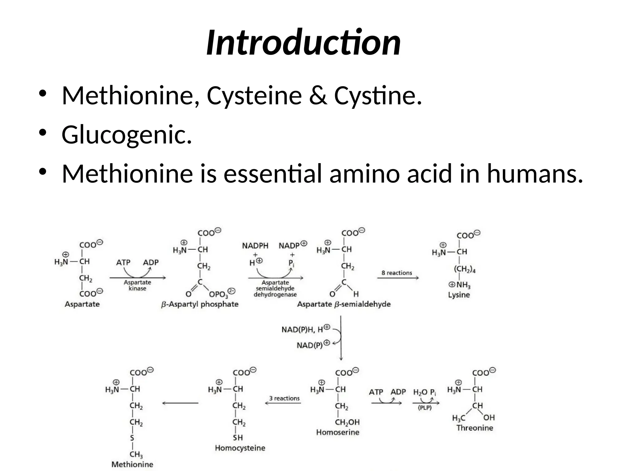 Metabolism of Sulfur-Containing Amino Acids | PPTX
