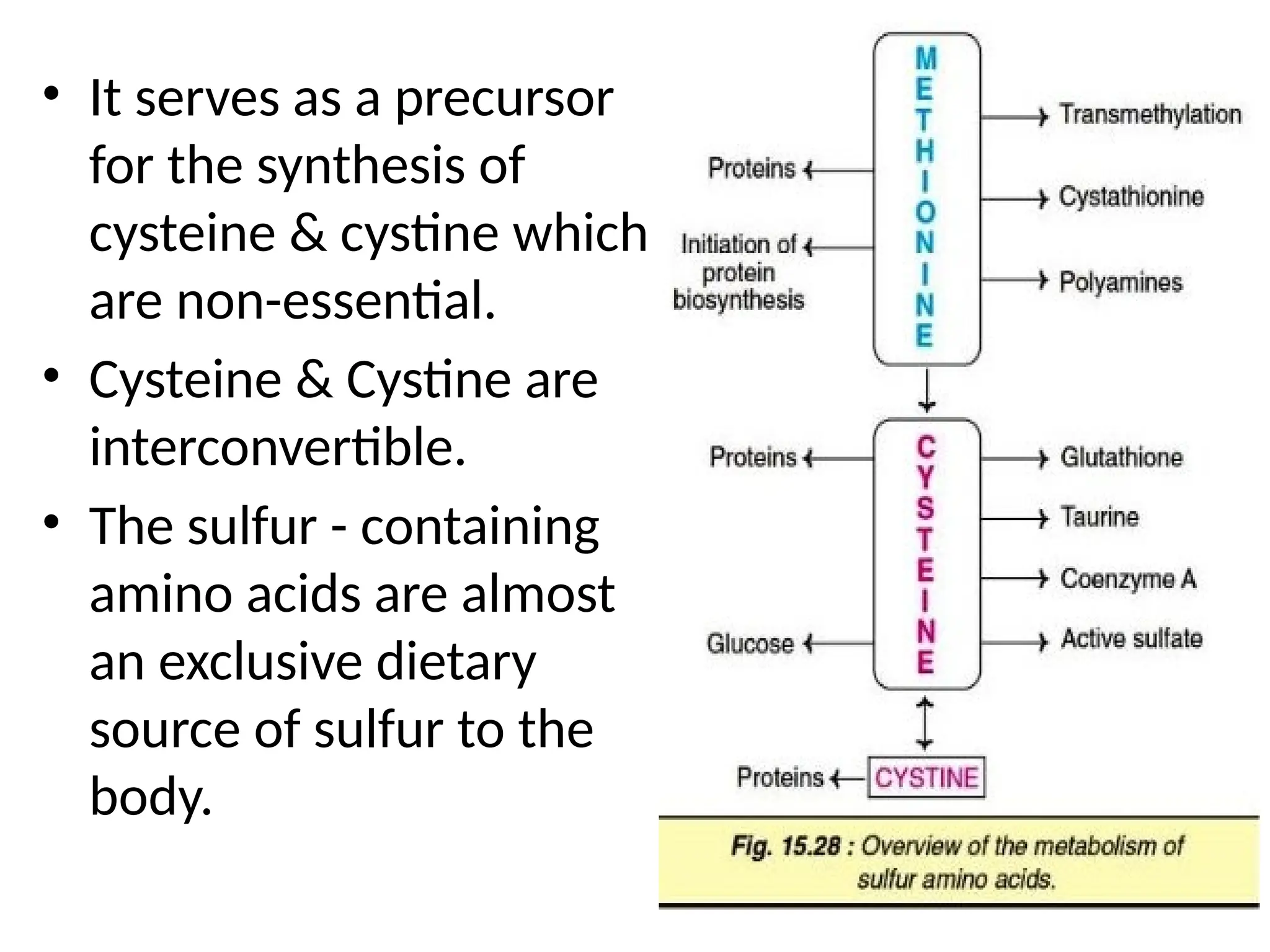 Metabolism of Sulfur-Containing Amino Acids | PPTX