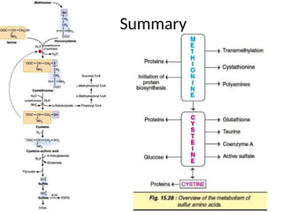 Metabolism of Sulfur-Containing Amino Acids | PPTX