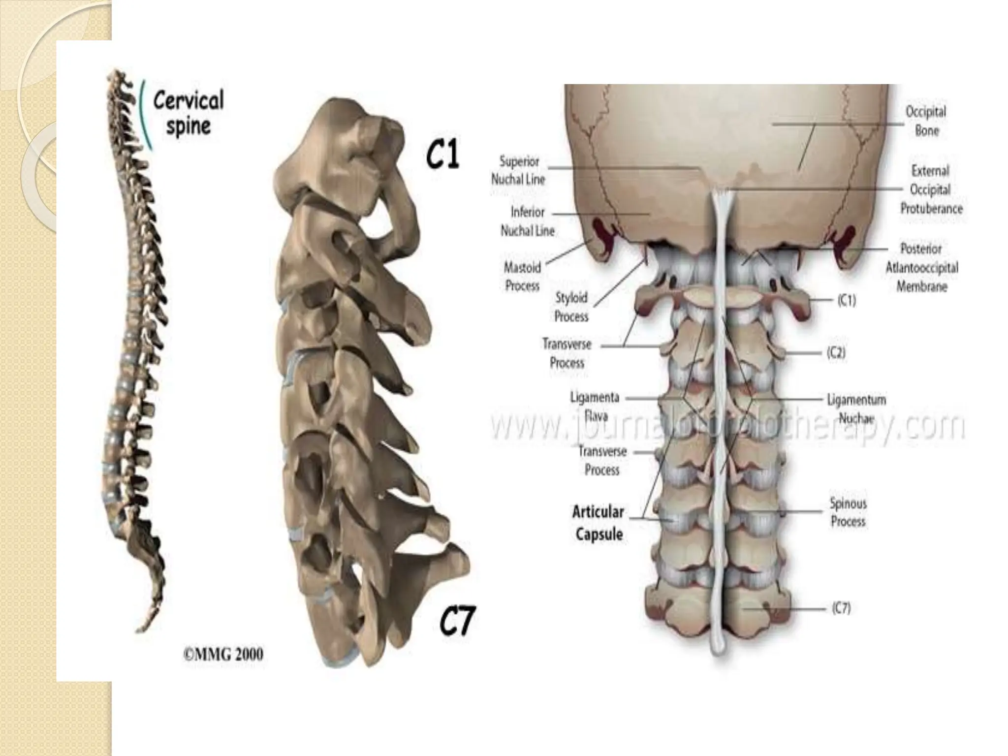 Cervical_Spine.pptx