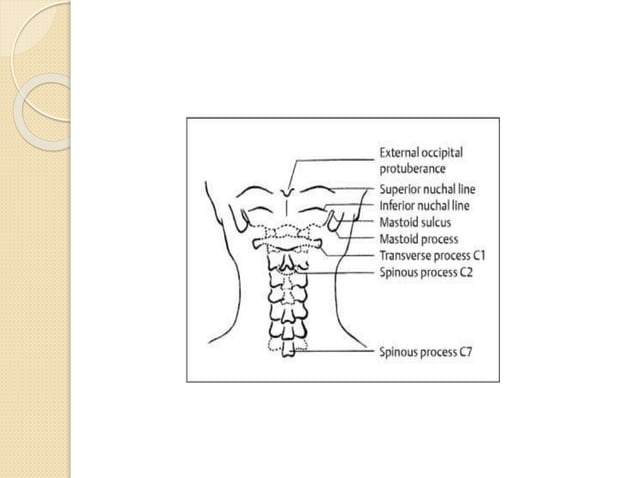 Cervical_Spine.pptx
