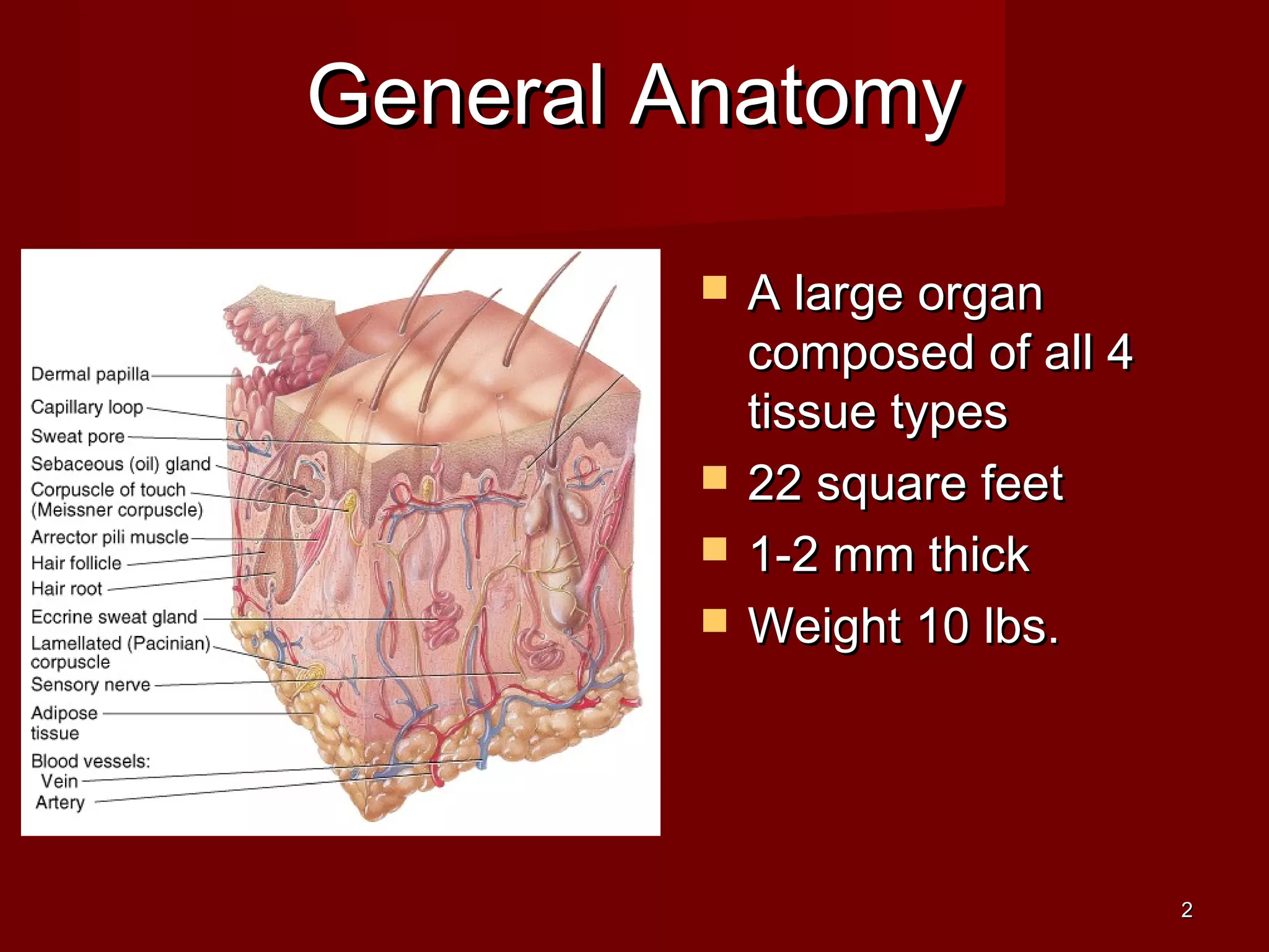 Anatomy lab. 2 integumentary sys | PPT