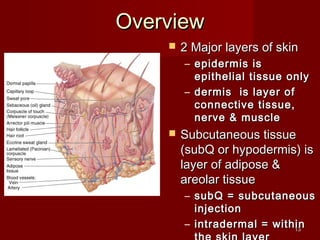 Anatomy lab. 2 integumentary sys | PPT