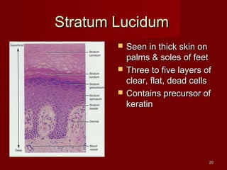 Anatomy lab. 2 integumentary sys | PPT