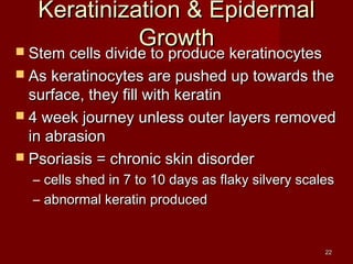 Anatomy lab. 2 integumentary sys | PPT