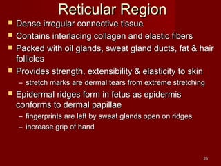 Anatomy lab. 2 integumentary sys | PPT