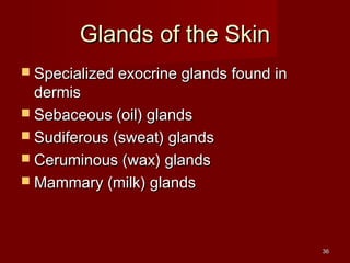 Anatomy lab. 2 integumentary sys | PPT