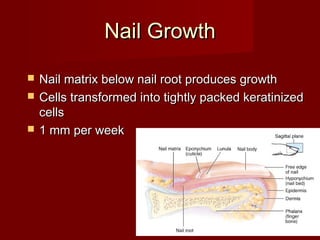 Anatomy lab. 2 integumentary sys | PPT