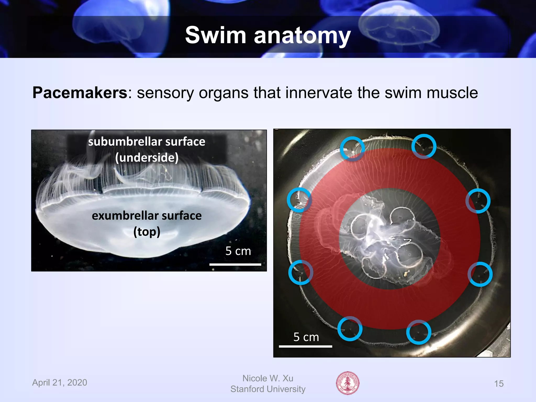 Biohybrid Robotic Jellyfish for Future Applications in Ocean Monitoring ...