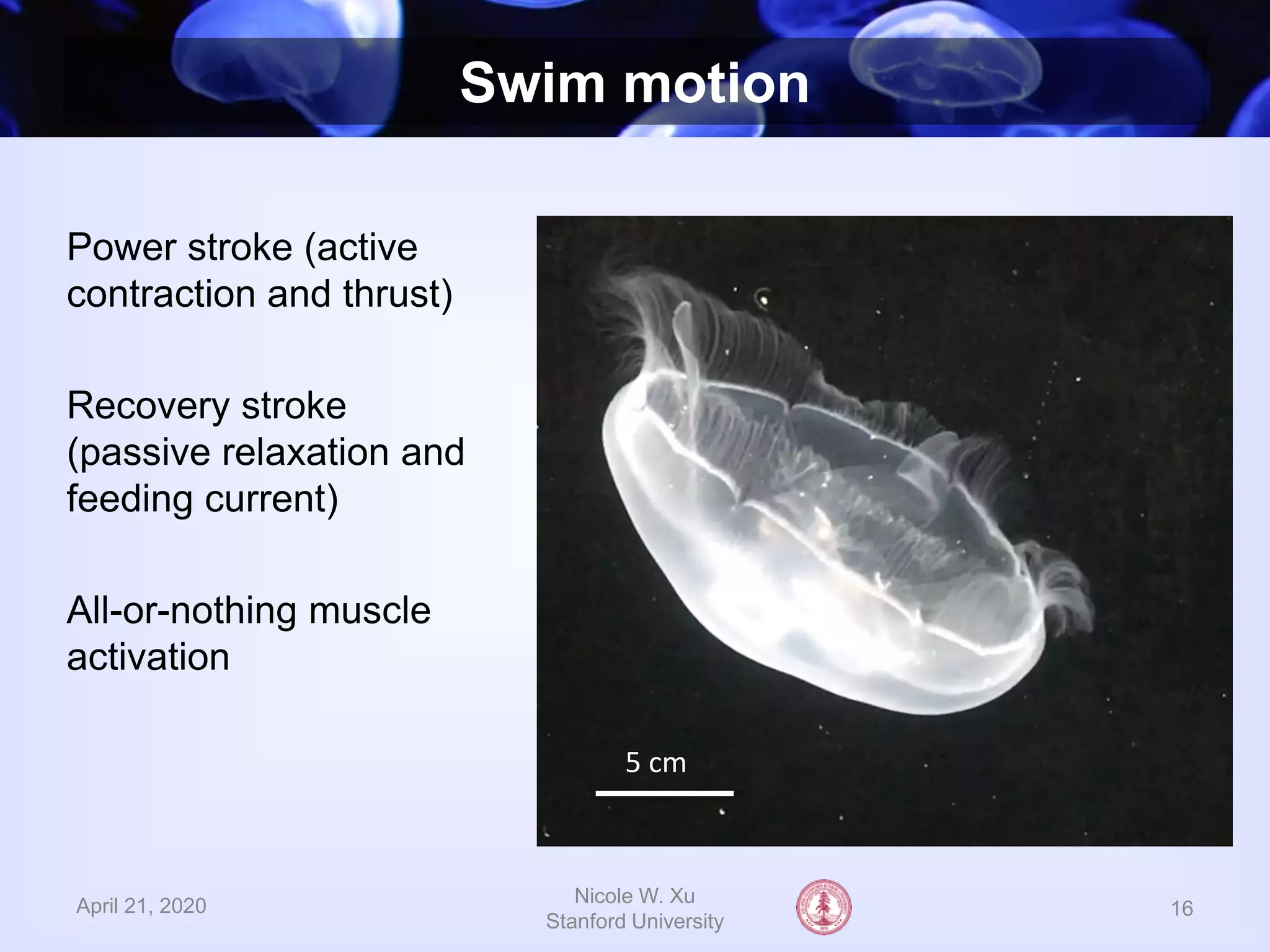 Biohybrid Robotic Jellyfish for Future Applications in Ocean Monitoring ...