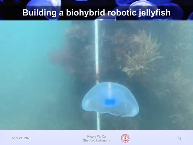 Biohybrid Robotic Jellyfish for Future Applications in Ocean Monitoring ...