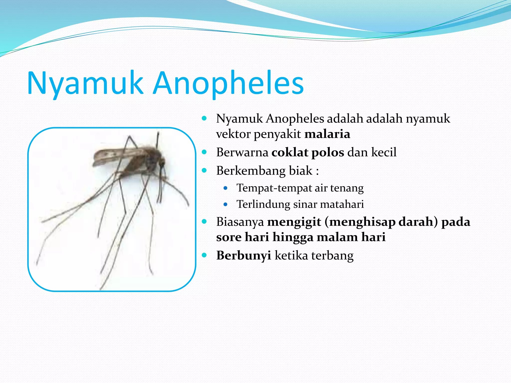 Nyamuk berpenyakit | PPTX