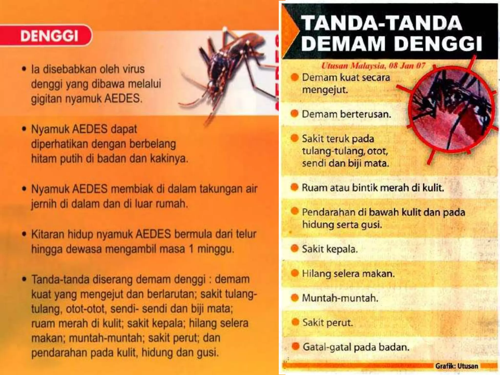 Nyamuk eades demam denggi | PPT