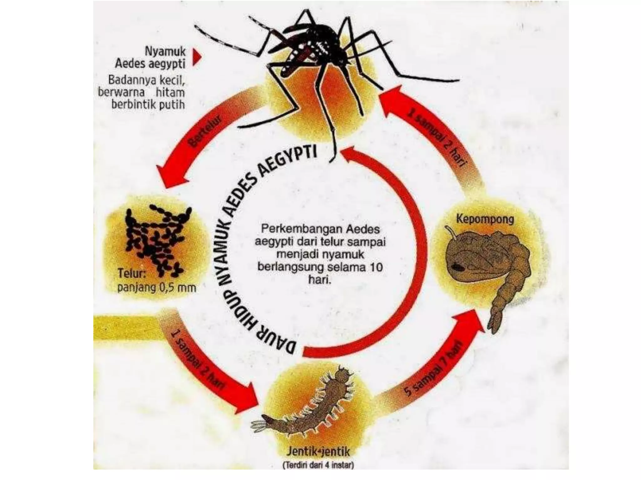 Nyamuk eades demam denggi | PPTX