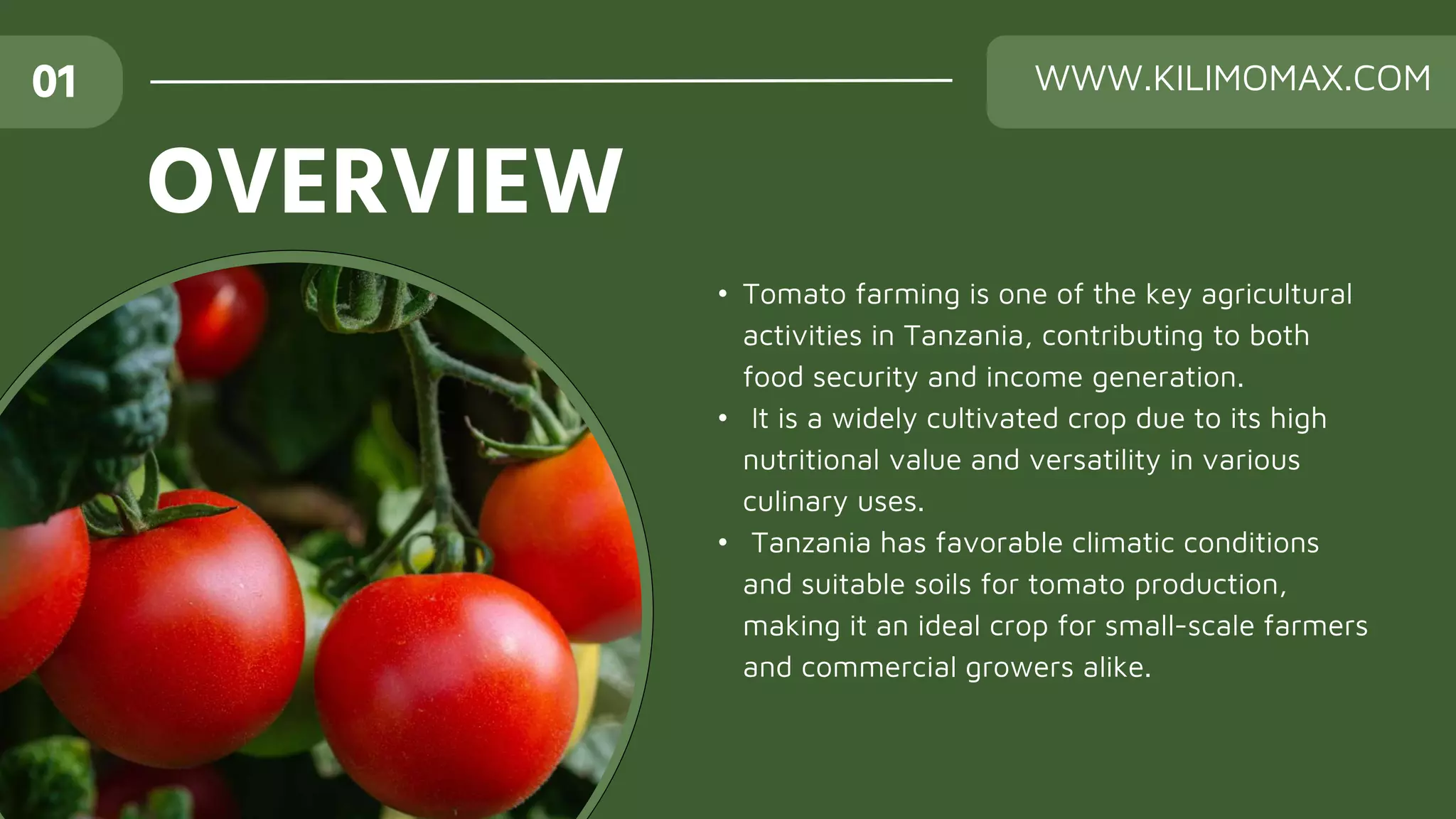 Tomato Overview.pptx