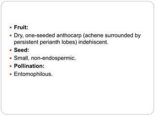 TAXONOMY- characters of Nyctaginaceae | PPTX