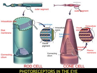 Nyctalopia & retinitis pigmentosa | PPT