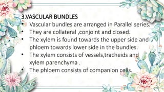 Leaf anatomy of divot,monocot leaf ,and examples | PPTX