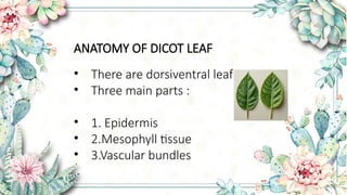Leaf anatomy of divot,monocot leaf ,and examples | PPTX