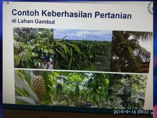 Pengelolaan lahan gambut | PPT