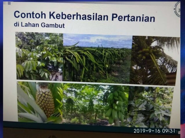 Pengelolaan lahan gambut | PPT