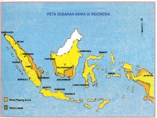 Pengelolaan lahan gambut | PPT