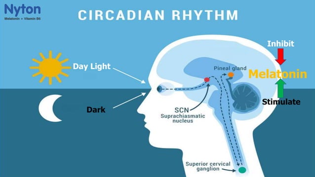 NYTON Melatonin softgel capsules for sleep.pptx