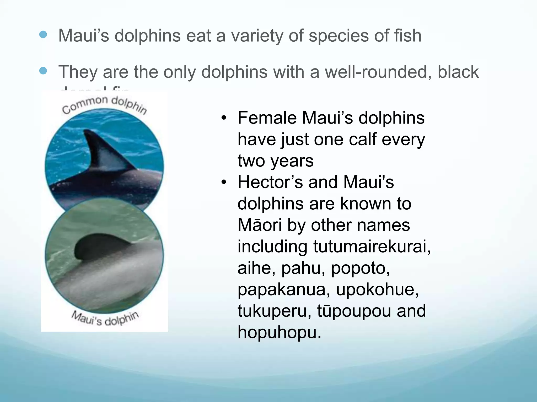 Nz native animals | PPTX