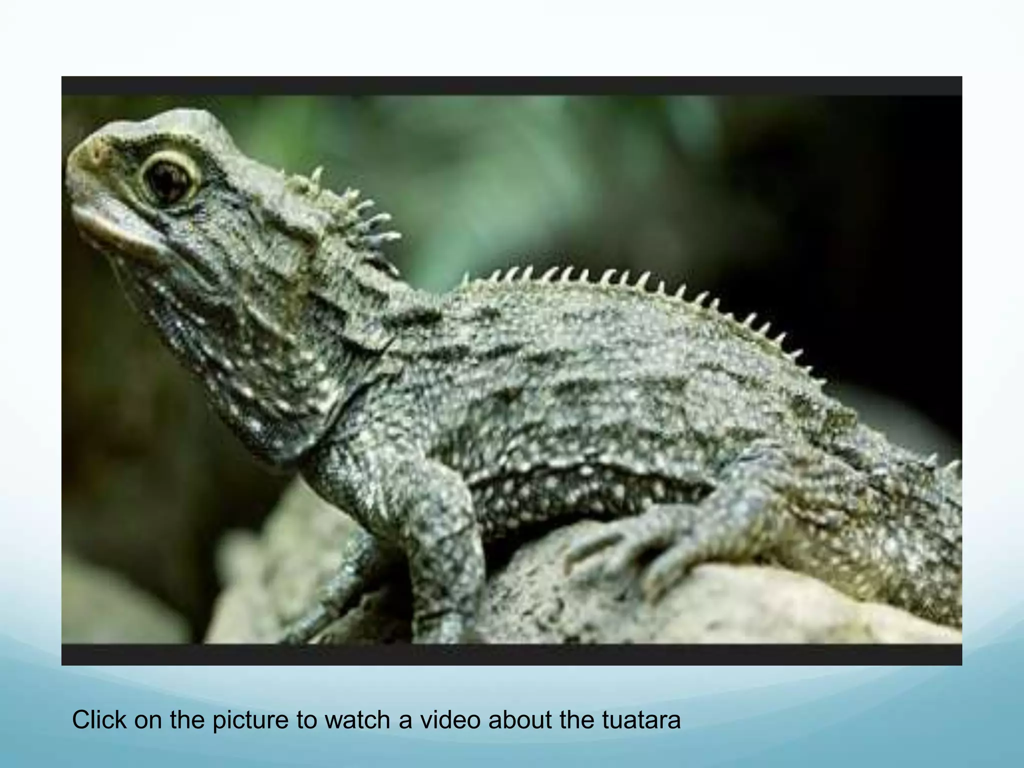 Nz native animals | PPTX
