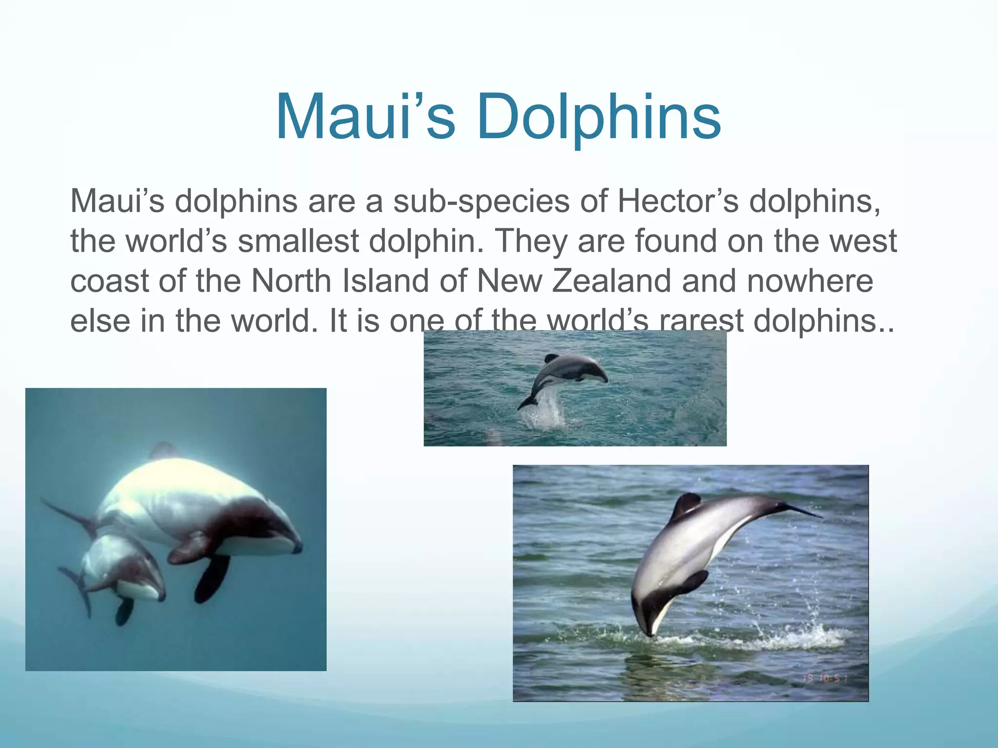 Nz native animals | PPTX